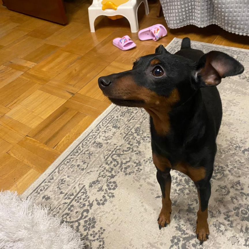 Собака в добрые руки