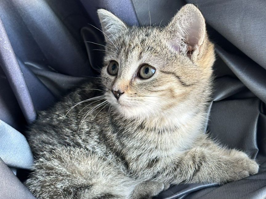 Котенок