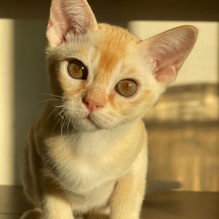 Бурманская принцесса