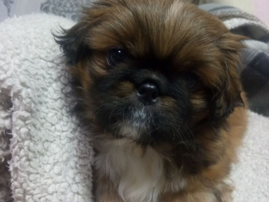 Щенок пекинеса