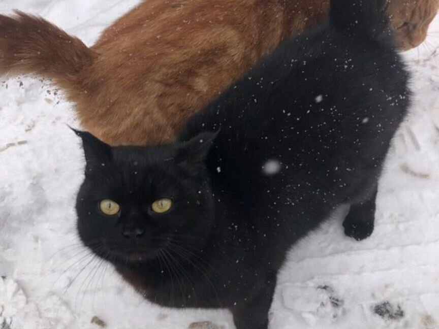 Кошки остались без дома, верим в чудо