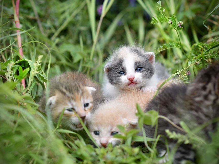 Красивые котята ищут дом