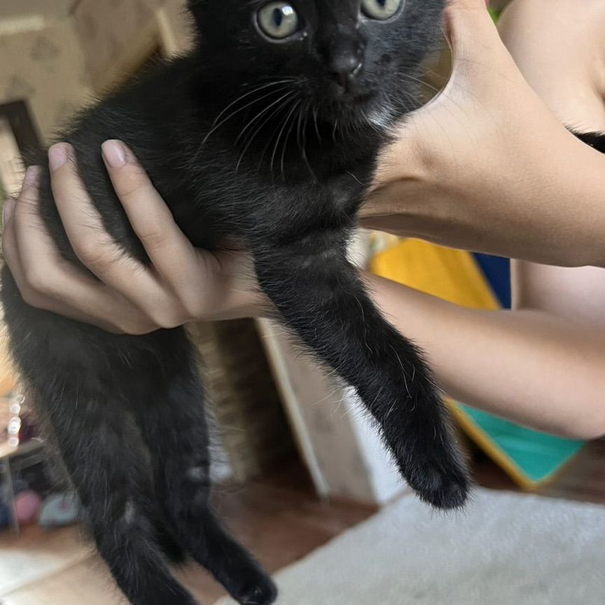 Черный котенок мальчик в добрае руки