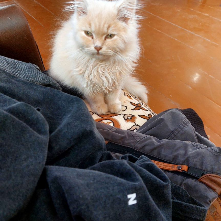 Котёнок полуперс в добрые руки