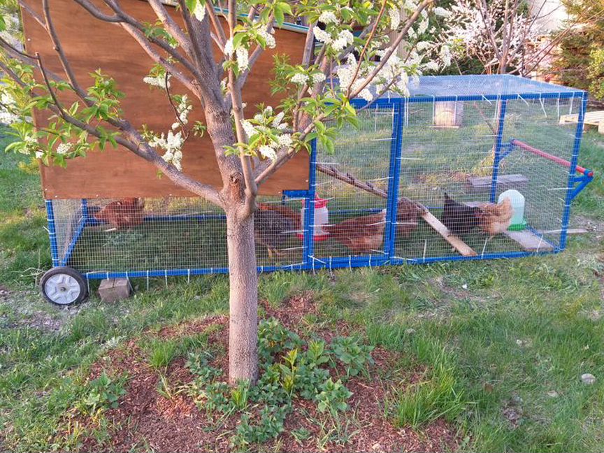 Домик для кур летний передвижной