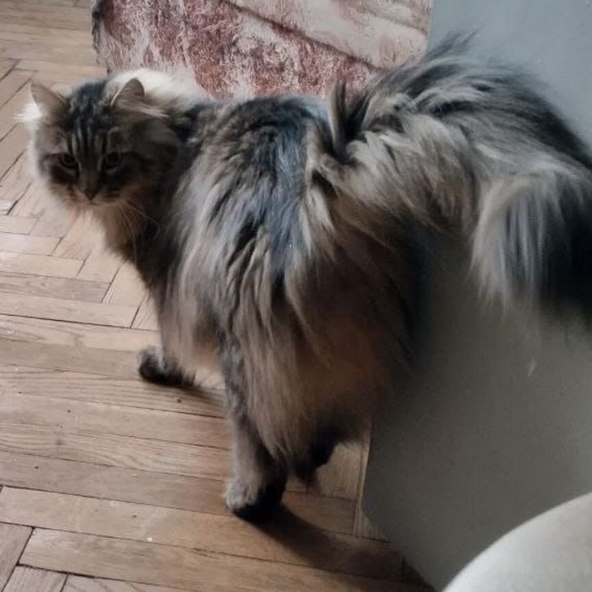 Сибиряк котик Ванечка в добрые руки