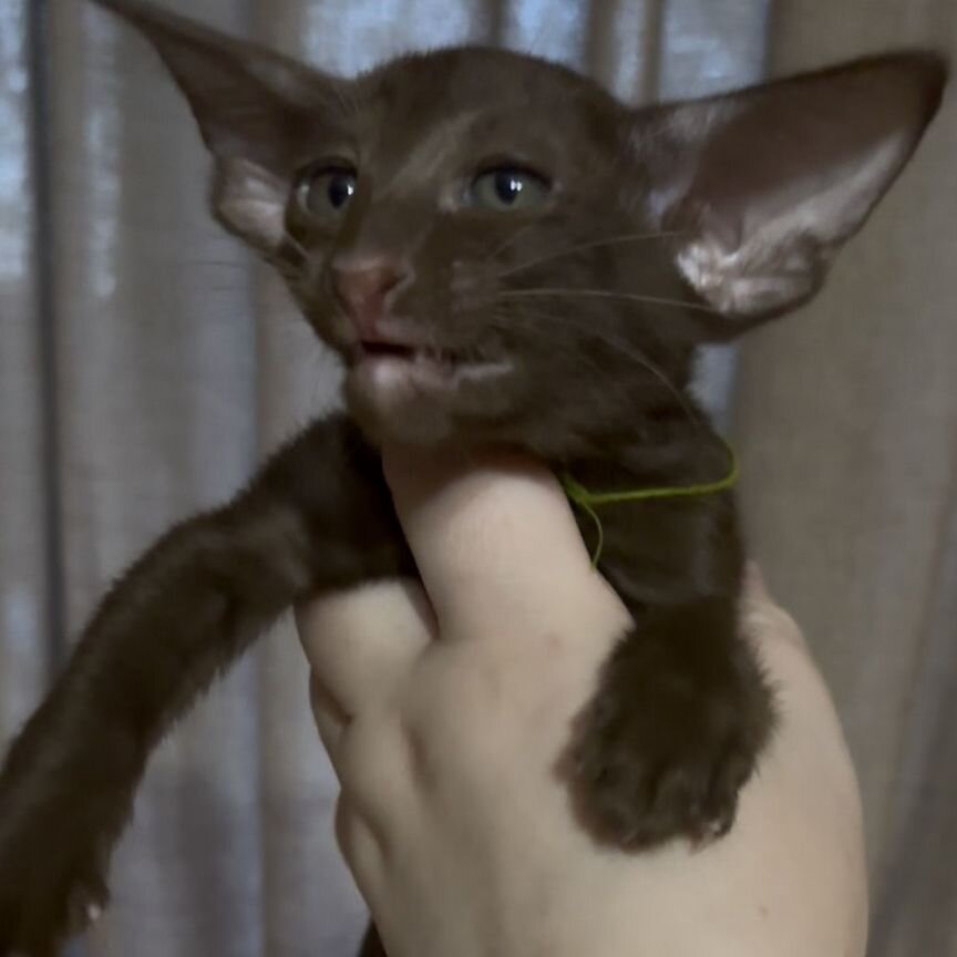 Ориентальный котёнок