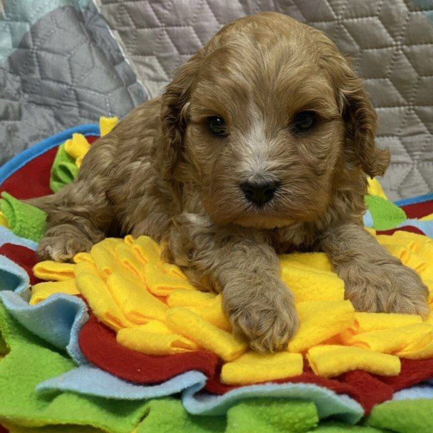 Кавапу, щенок