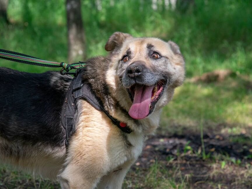 Собака из приюта в добрые руки