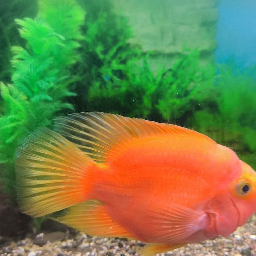 Попугай красный рыба