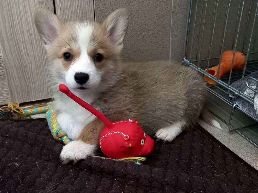 Вельш-корги пемброк