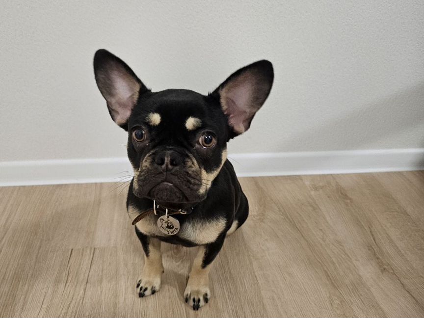 Щенок французского бульдога