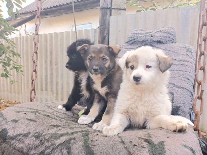 Щенята в добрые руки