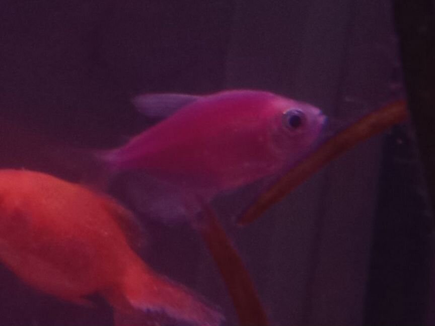 Рыба Теренция