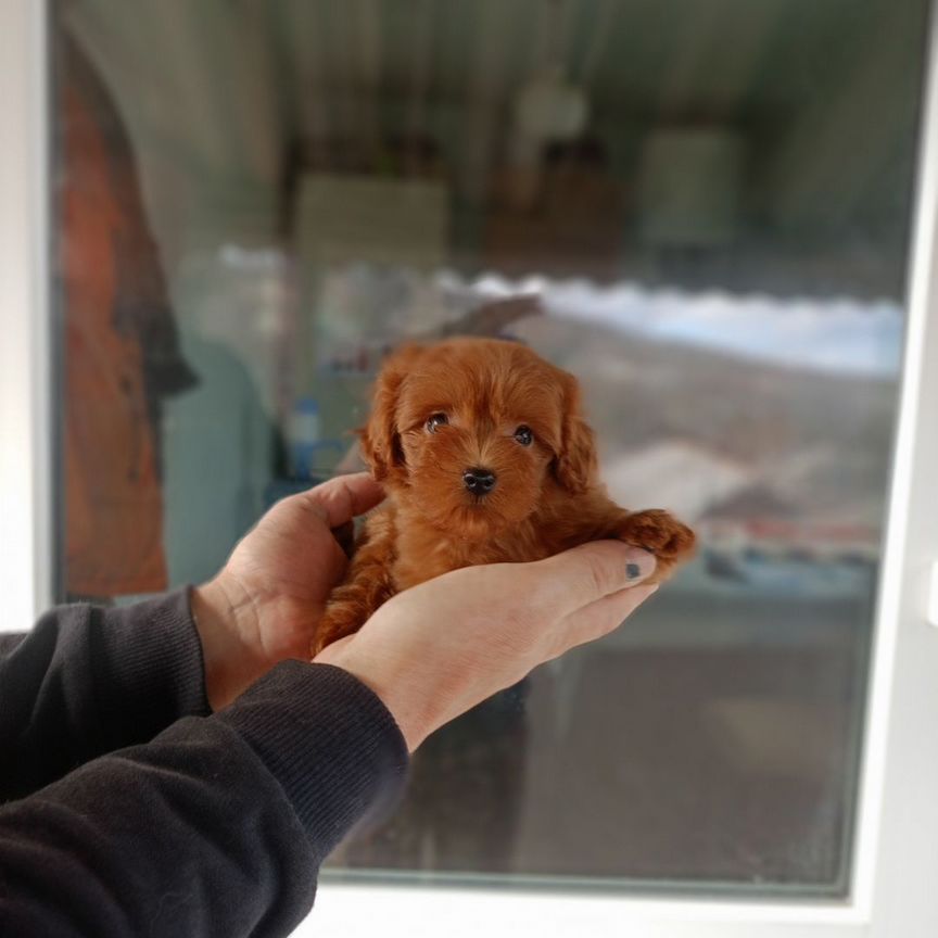 Мальтипу микро папа Китай