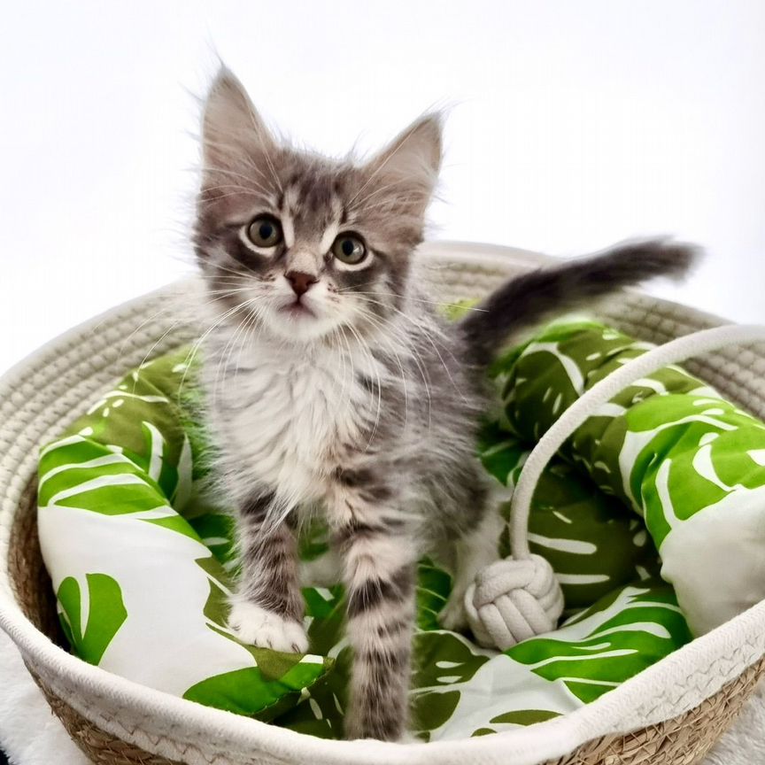 Котенок в добрые руки