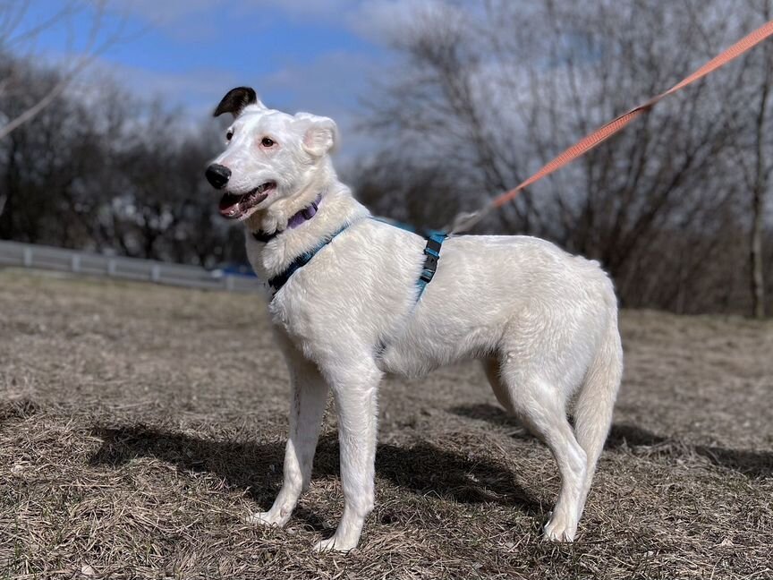 Молодой ласкун Кокос ищет дом
