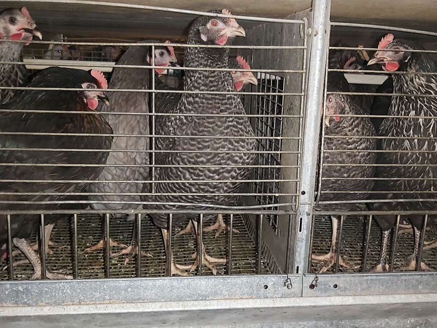 Куры-молодки "доминант"