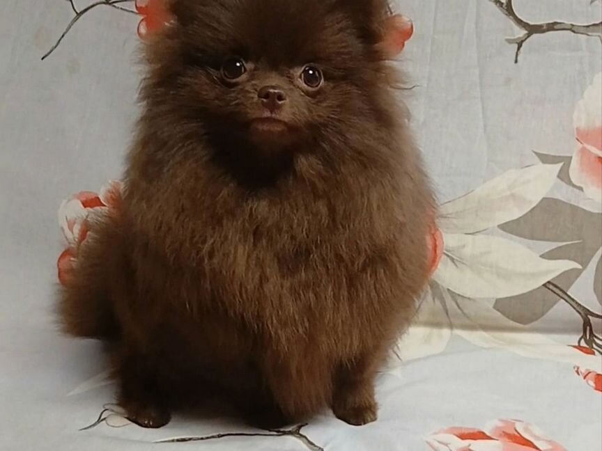 Шоколадная Кнопочка. Мини