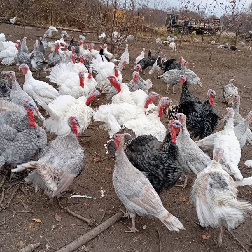 Индюки на мясо домашние