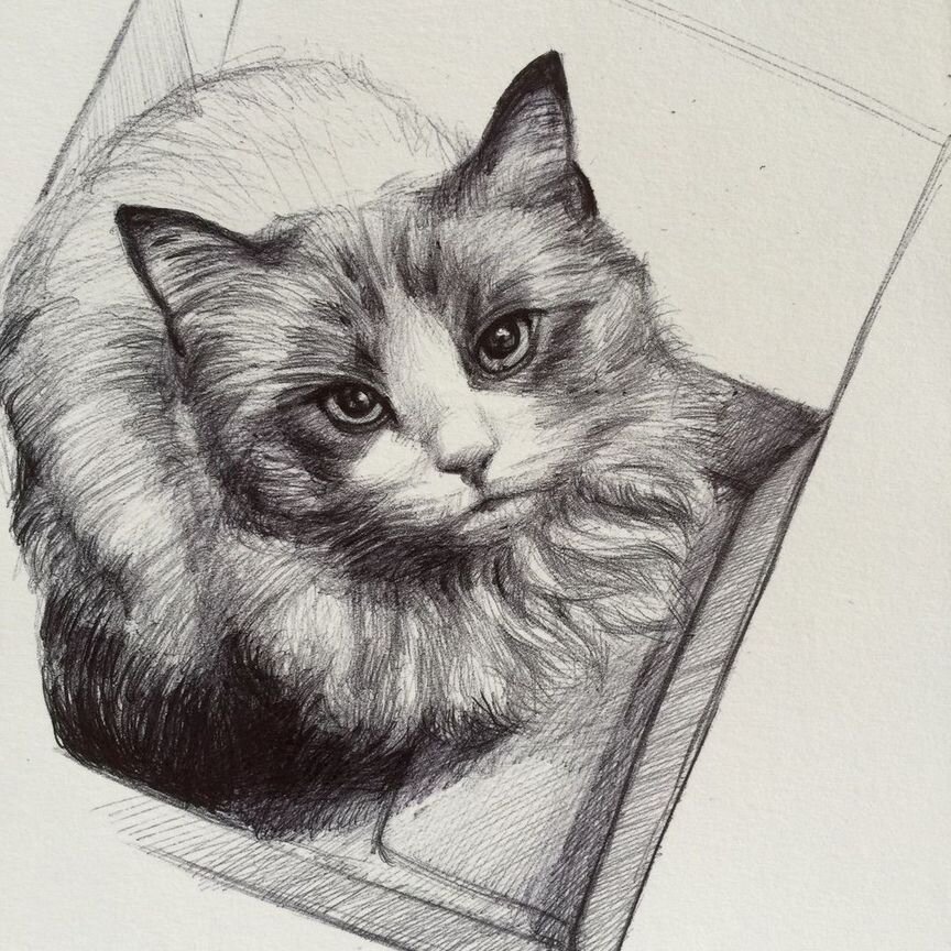 Рисую ваших питомцев