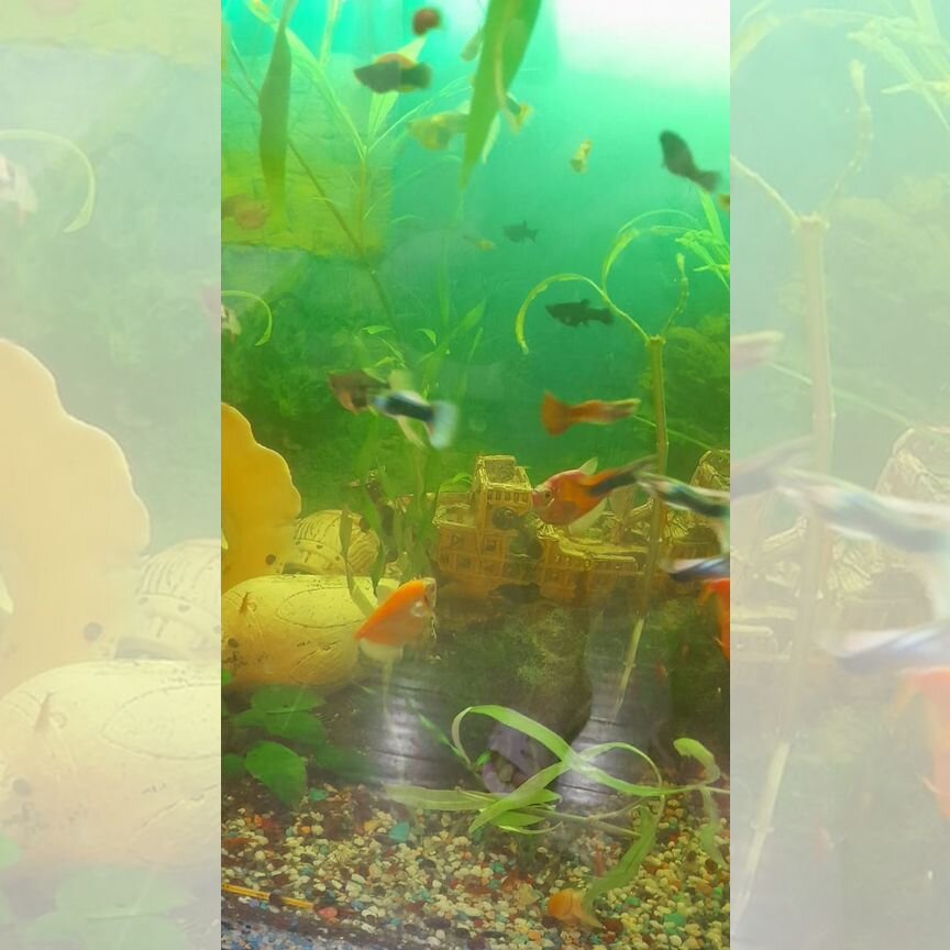 Гуппи канада