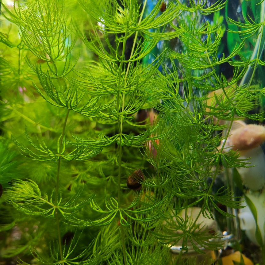 Рогалистник