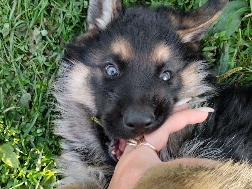 Немецкая овчарка