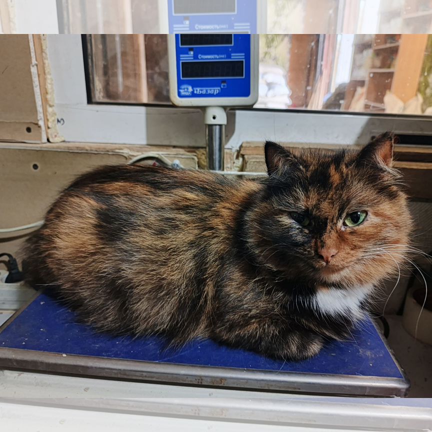 Взрослая, кошка в добрые руки