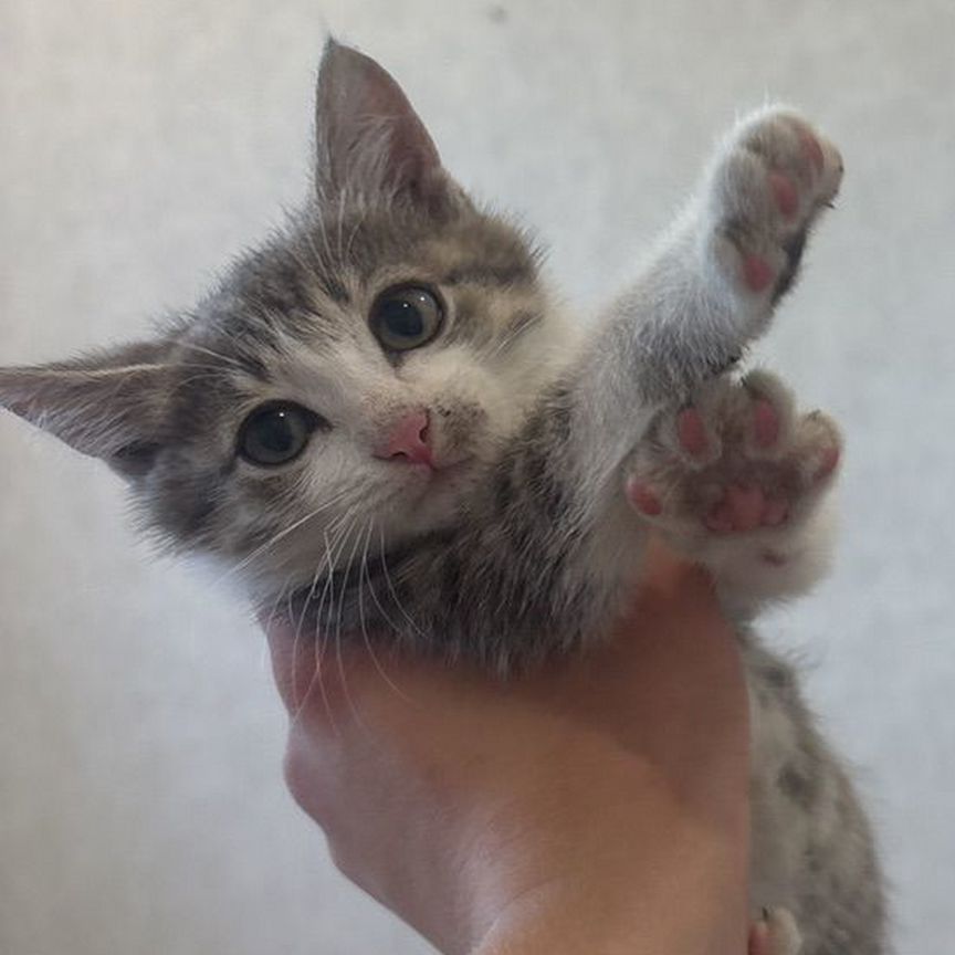 Котёнок в добрые руки