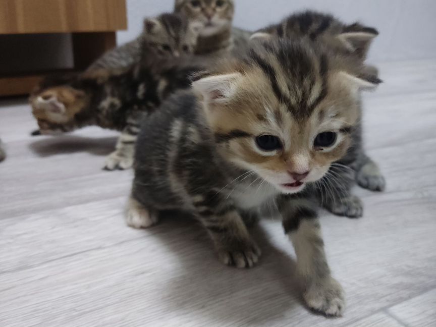 Шотландская вислоухая