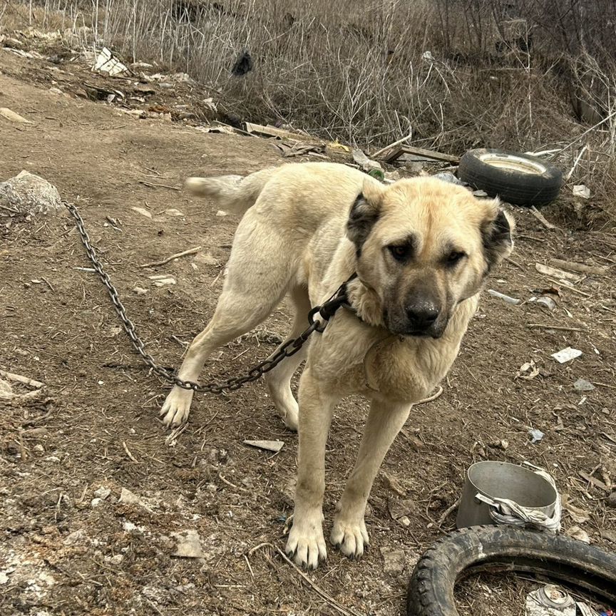 Отдам в добрые руки алабая(девочка)