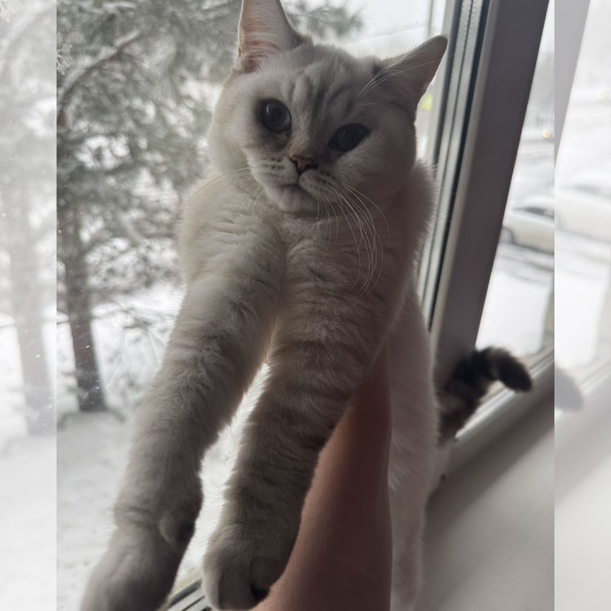 Шотландская прямоухая длинношёрстная, взрослая кошка