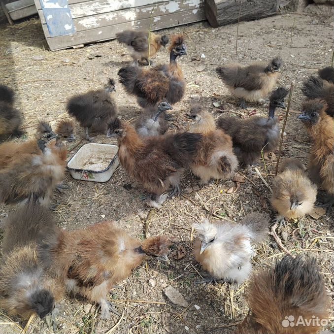 Куры молодки
