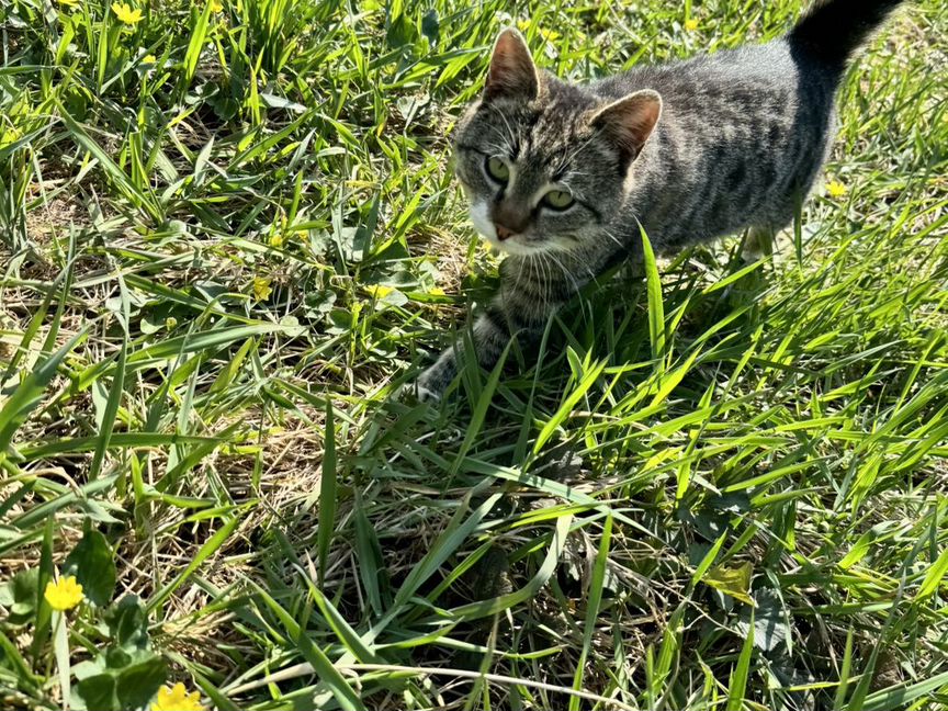 Котята в добрые руки 7 мес мальчик