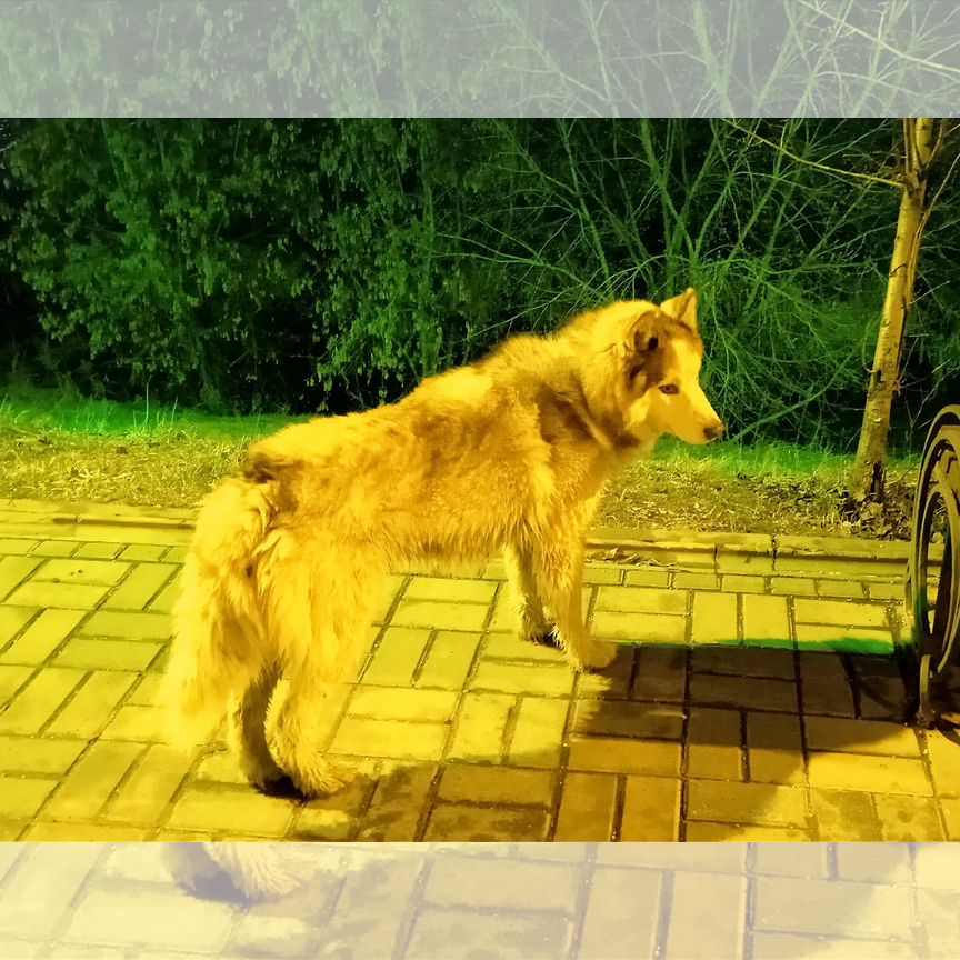 Собака Пëс хаски