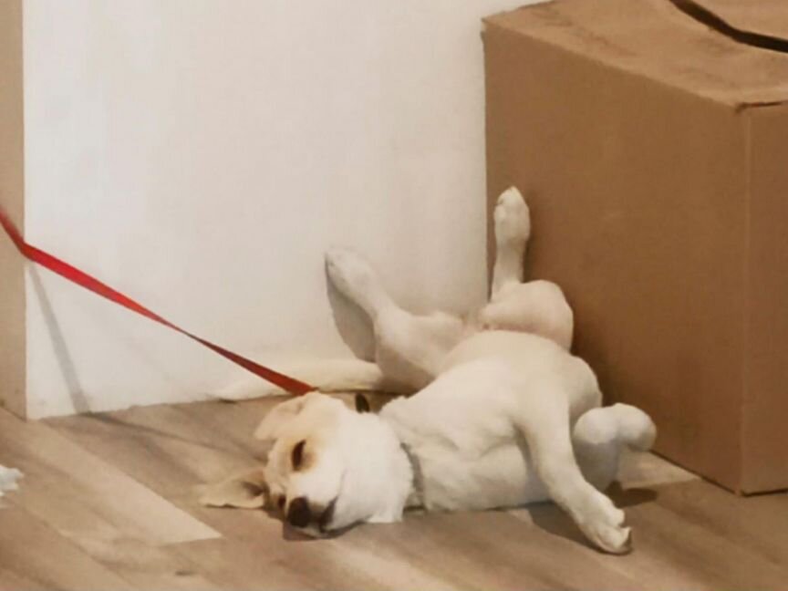 Собака в добрые руки