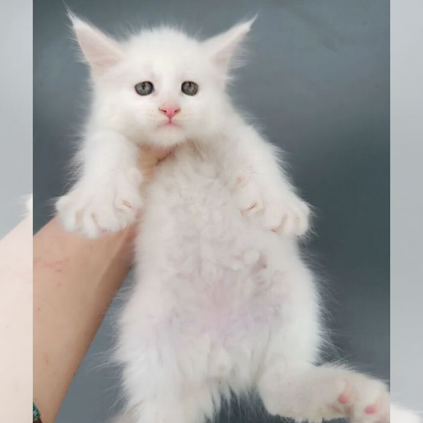 Мейн-кун котёнок