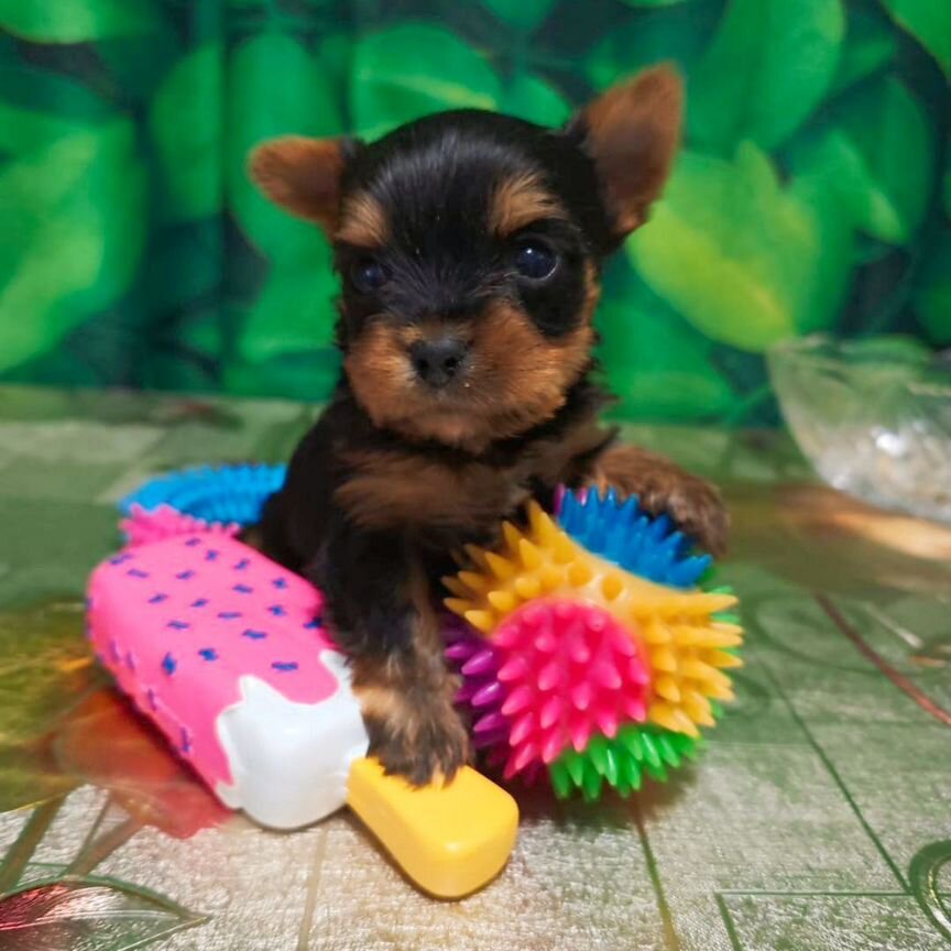 Мини мини ребятишки