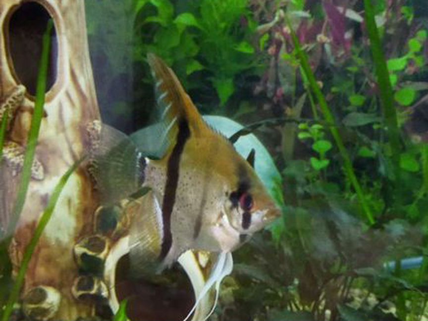 Аквариум+рыбы