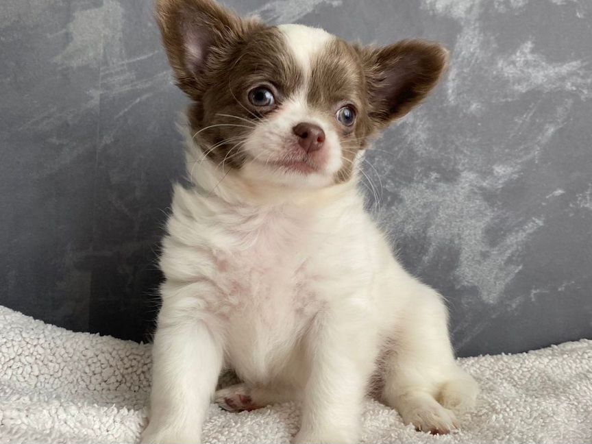 Бело лиловая красавица д/ш