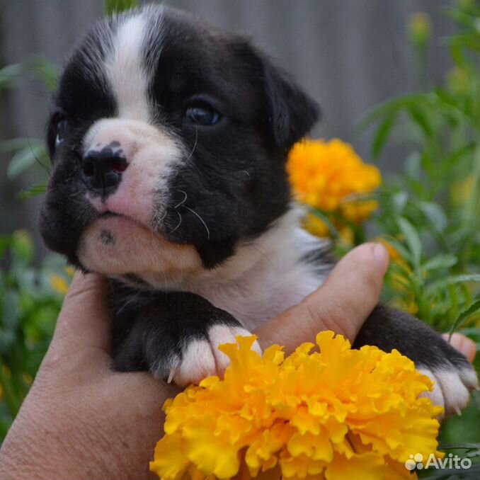 Щенок породы боксер