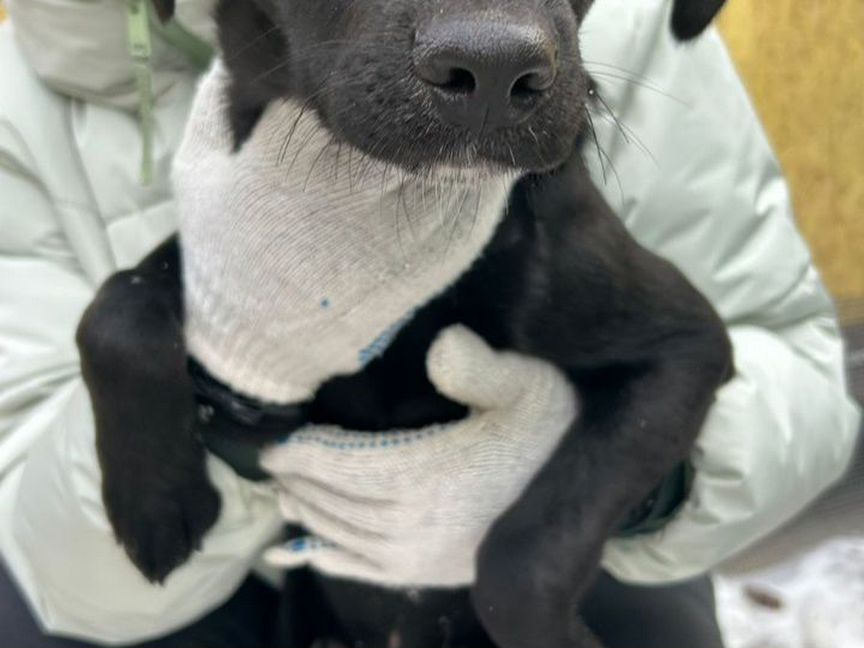 Щенок в добрые руки