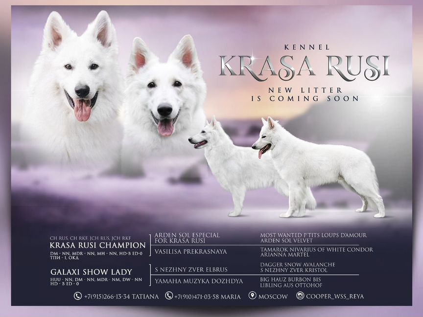 Щенки Белой Швейцарской Овчарки