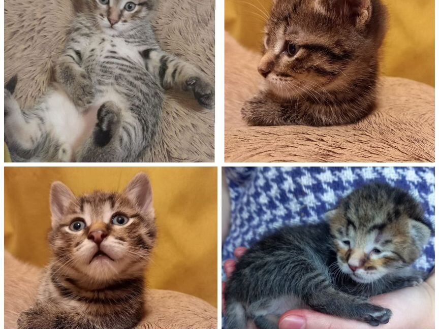 Котята в добрые руки
