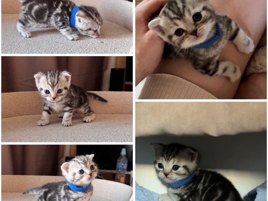 Шотладские котята