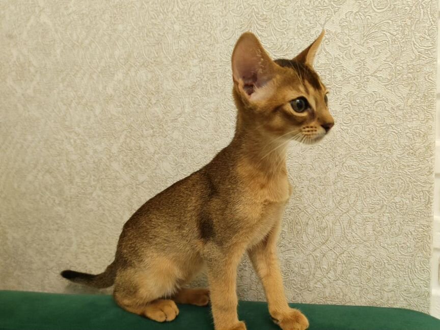 Абиссинский котенок дикого окраса