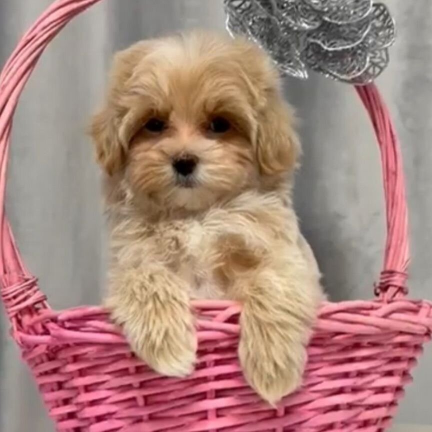 Мальтипу, щенок