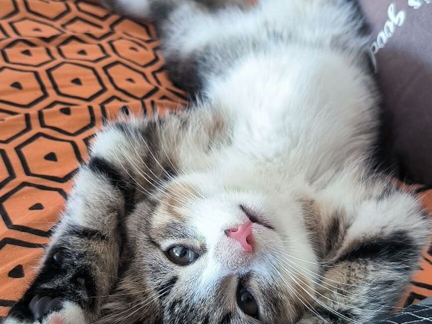 Котенок мальчик