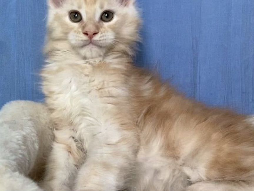 Котик классик и полидакт